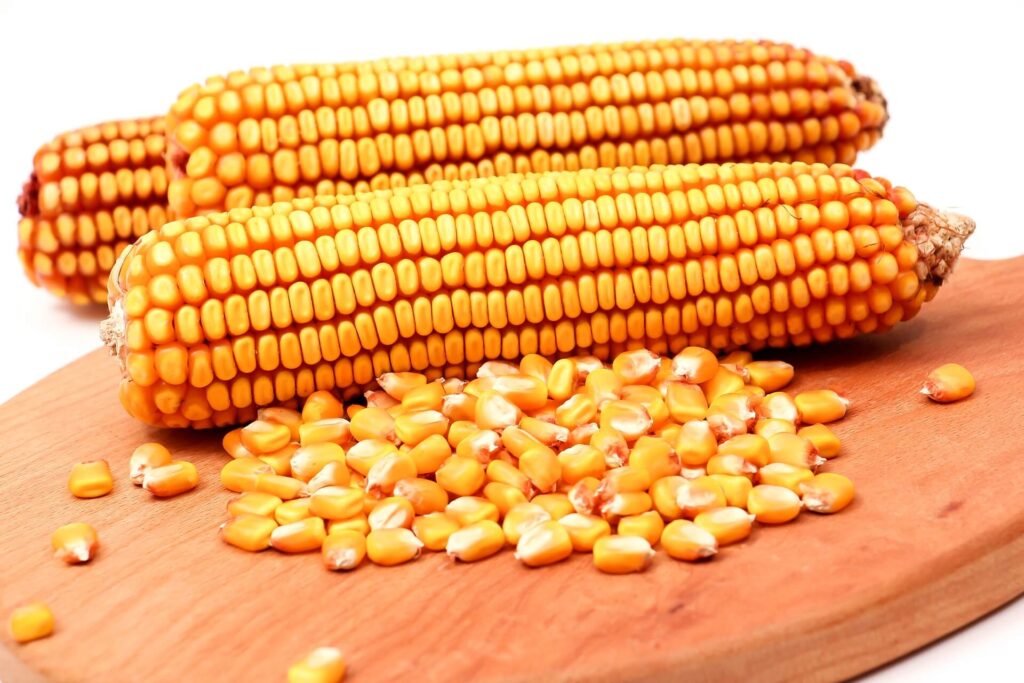 Maize - IFG